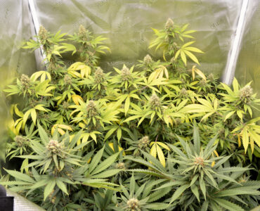 Terpenes Under the Microscope: Dissecting Inconsistencies in State ...