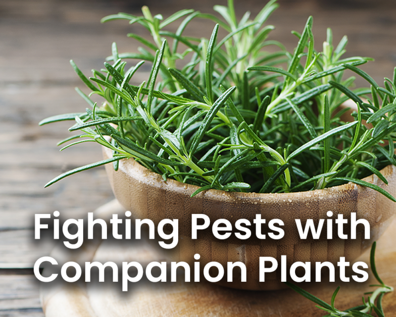 Fighting Pests with Companion Plants | Skunk Global
