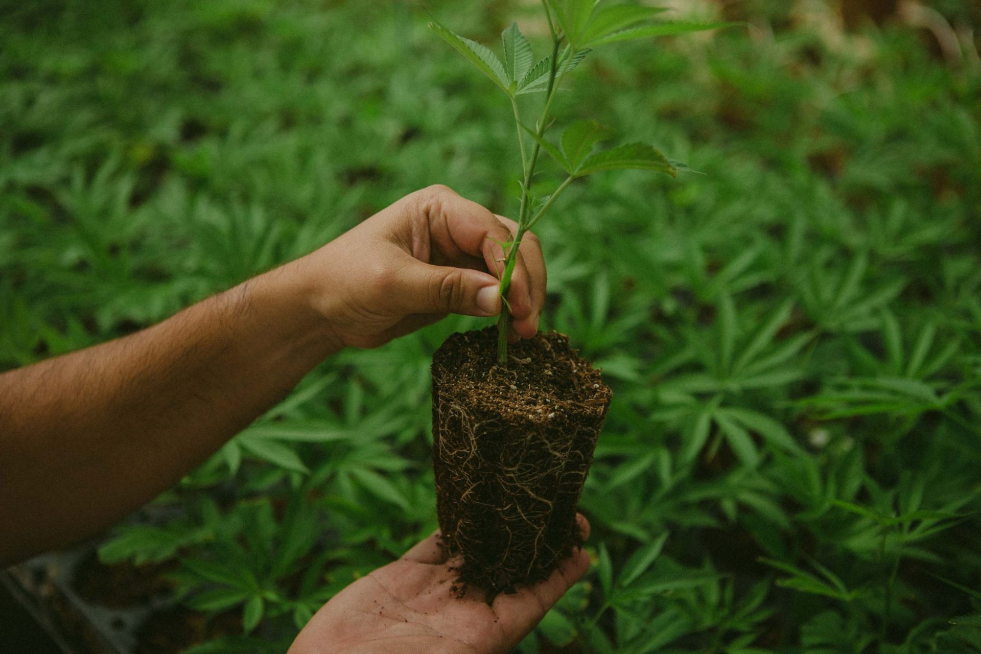 Everything is Possible With POSIBL Cannabis: Grown Under the Sun ...