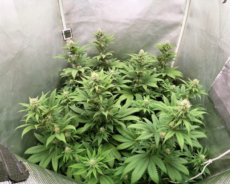 True Living Organics the Druid’s Guide | Skunk Global