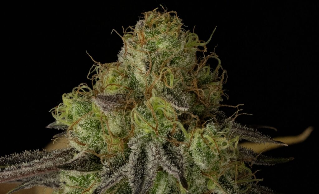 Male or Female? Identifying Cannabis Sex | Skunk Global