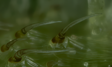 Trichomes: What Are They and What Do They Tell Us About When to Harvest ...