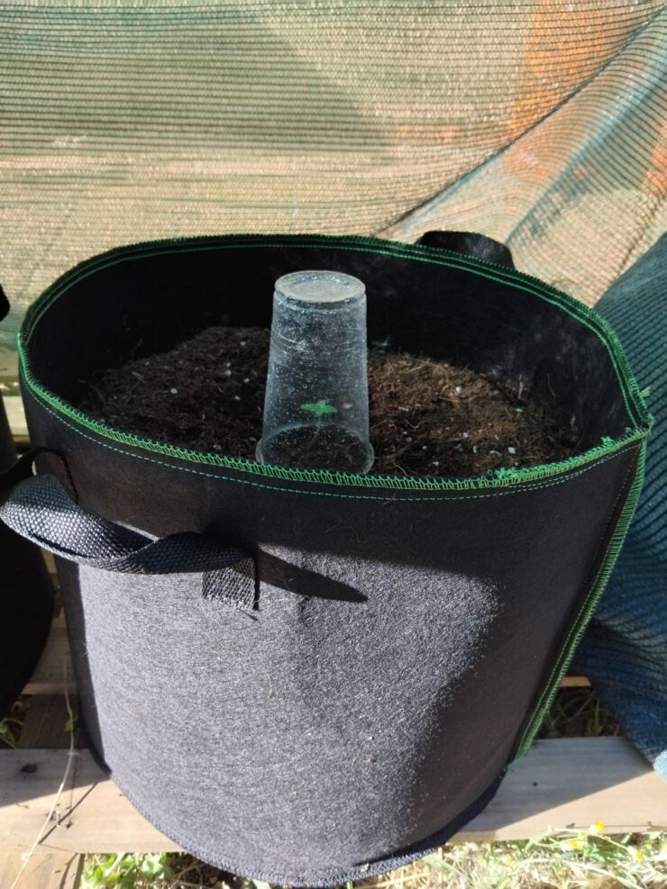 A Guide to Growing Auto-Flowering Cannabis Outdoors in 2025 | Skunk Global