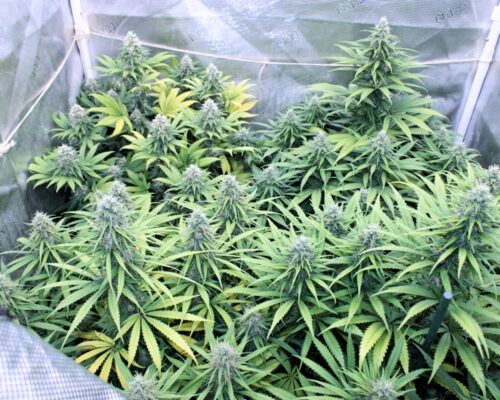A Simple Organic Growing Method | Skunk Global